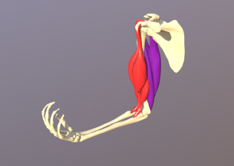 Sydney - 3D model Triceps and biceps | AnatomyTOOL